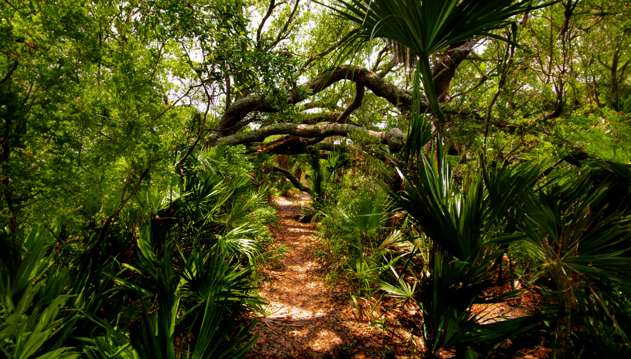 Take to the Trails in Kingsland - Visit Kingsland, Georgia